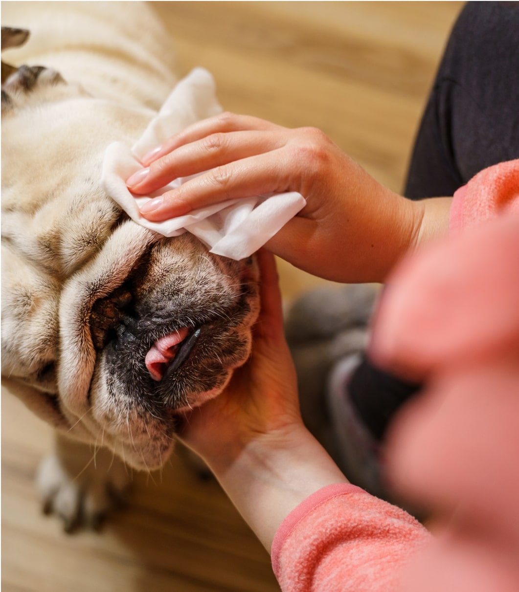 GreenPaws – Pawsitively Green